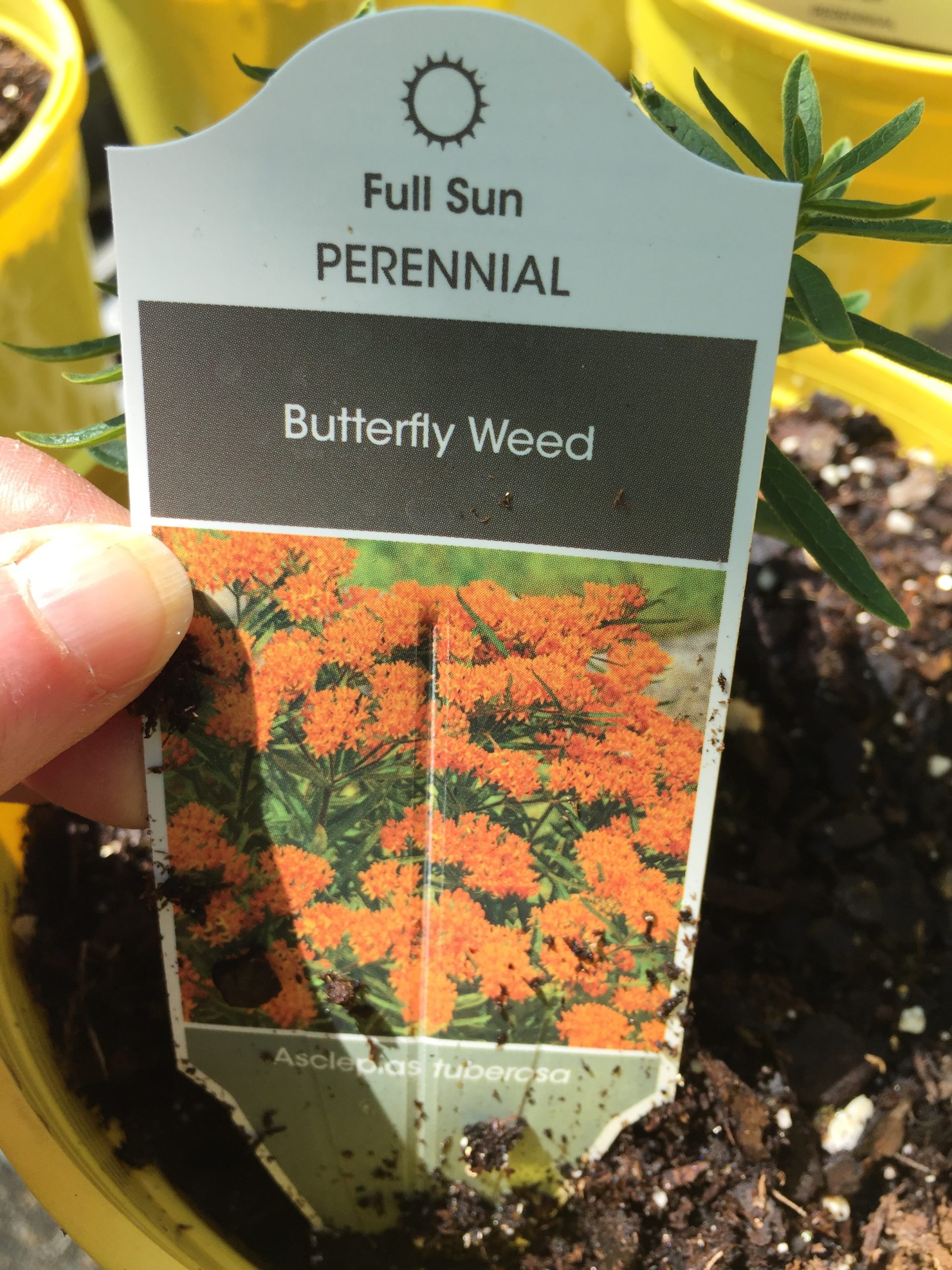Butterfly weed – My Micro Prairie