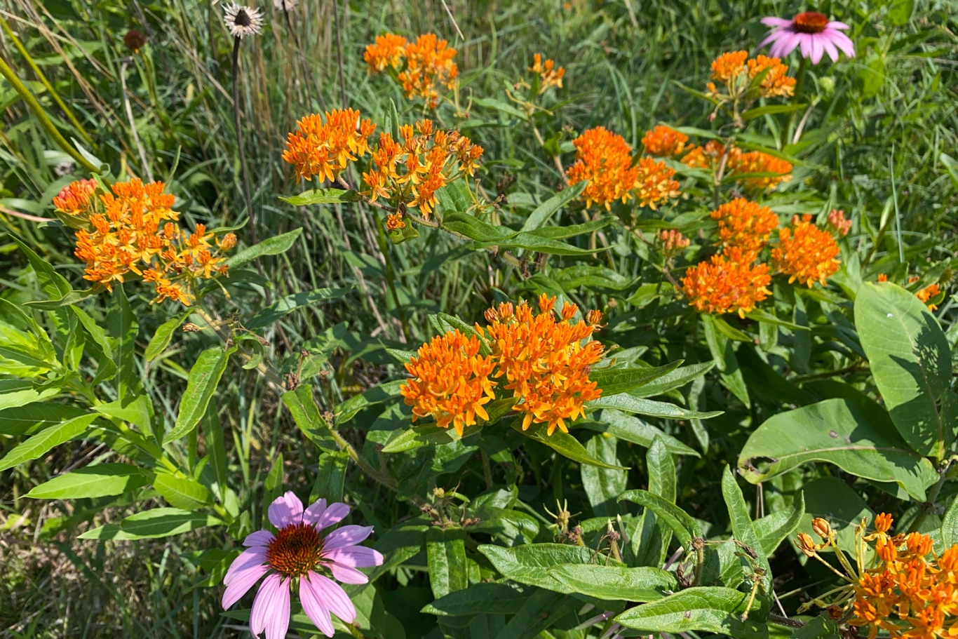 A little prairie road trip – My Micro Prairie